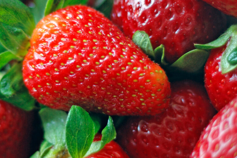 SCL ColdChain – Logistics